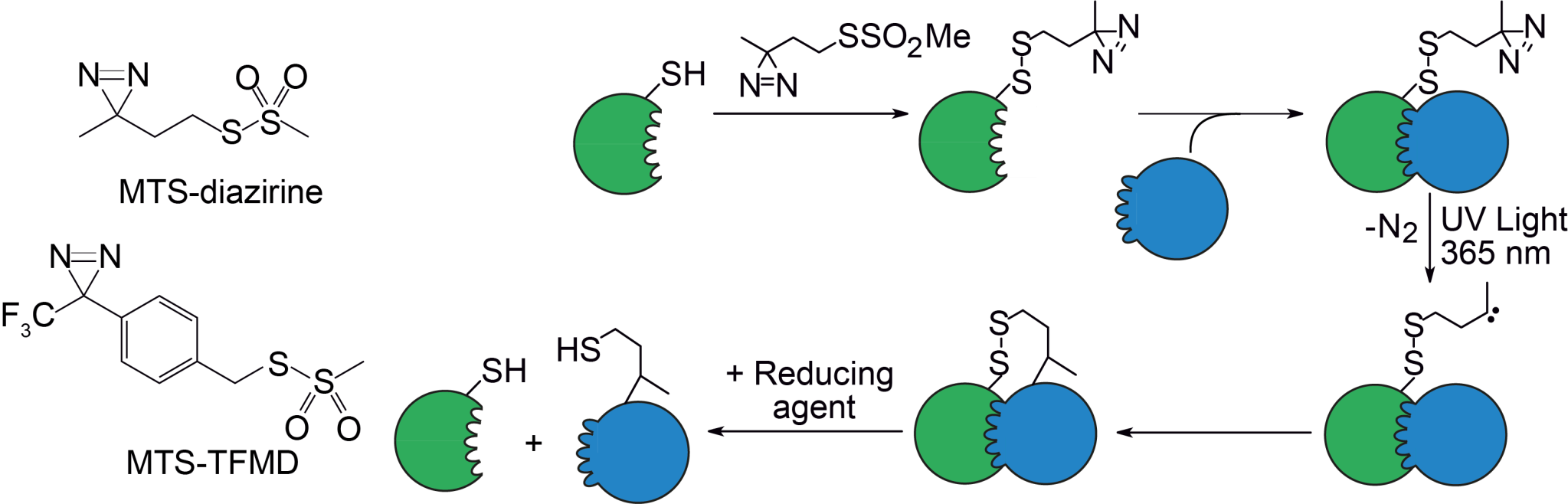 Chemical protein labelling for structural proteomics and interactome ...